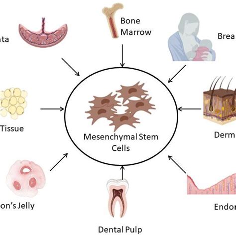The Differentiation Potential Of Mesenchymal Stem Cells Download