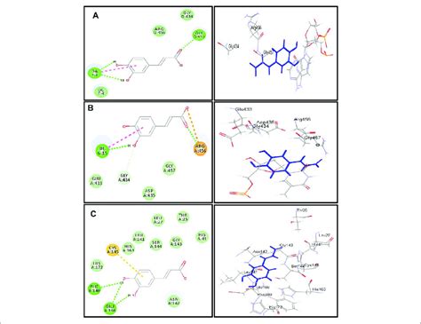 2d And 3d Binding Modes Of Caffeic Acid In The Active Centers Of A