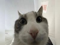 Blehhhhh P Cat Image Gallery Know Your Meme
