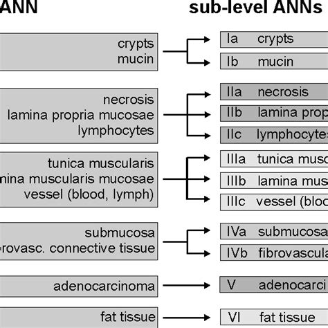 Example Of A Hierarchical Modular Classification Scheme For Ann