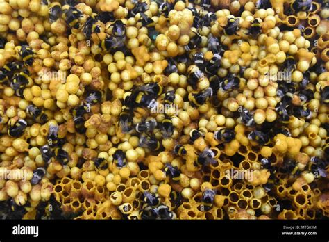 Bees Nest Types Of Ground Bees With Pictures Ixakcu