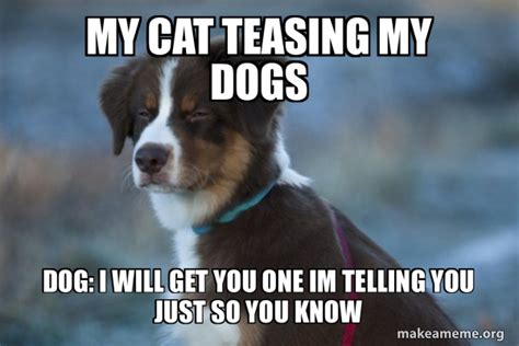 My Cat Teasing My Dogs Dog I Will Get You One Im Telling You Just So