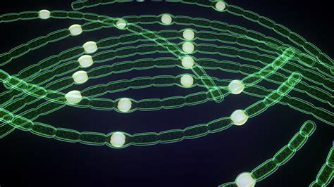 Filamentous Cell Membrane With Lights 3d Model Cgtrader