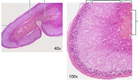 Lab 9 Histology 5 Diagram Quizlet