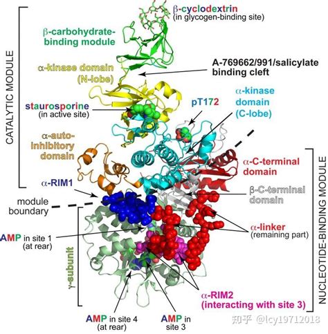 Ampk信号通路（一） 知乎