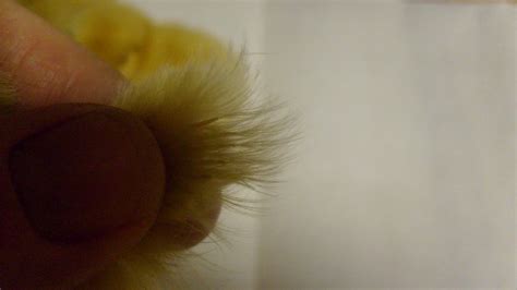 Chicken Chat Help Me Wing Sex My Chicks