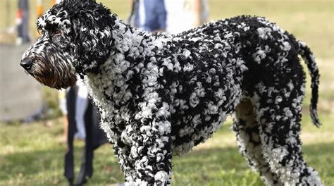 Great Dane Mix With Poodle
