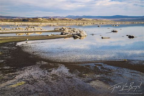 Creative Mono Lake And Alkali Fly Images Art In Nature Photography