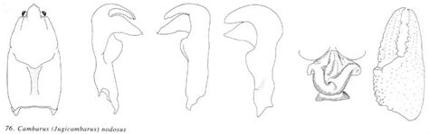 Knotty Burrowing Crayfish Nc Wildlife