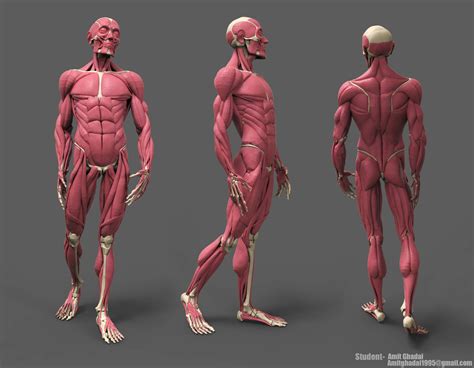 Imágenes De Anatomía Humana Músculos