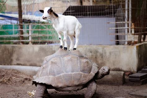 a large turtle with a white goat stood above it like a model master