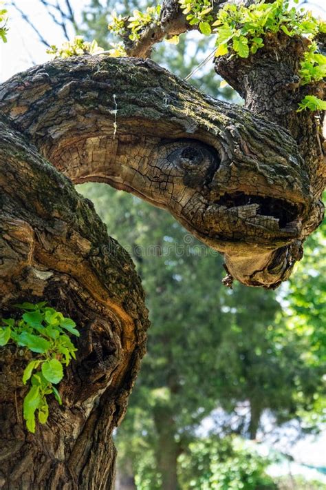 Snake Like Tree In A Park Stock Image Image Of Reptile 183410639