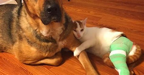 Protect Me Big Strange Cat Album On Imgur