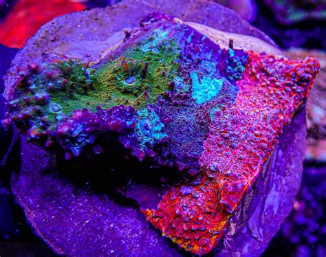 Uc Counter Strike Rainbow Chalice Naturally Grafted Chalice Reef2reef