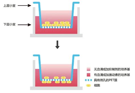 手把手教学｜一文弄懂细胞迁移和侵袭实验 哔哩哔哩