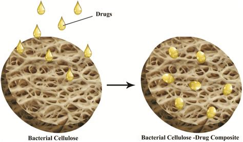 Structure Of Bacterial Cellulose Composite Dressing Download Scientific Diagram