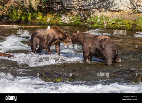 Dos Maduros Osos Grizzly Lucha Por El Territorio En Arroyos Río Katmai