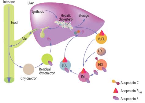 Lipid Metabolism IVIS