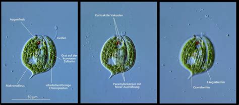 Phacus Orbicularis Ein Herz Flagellat Mit Schwieriger Artabgrenzung