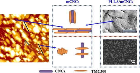 Evolutions Of Mcnc Microstructures In Different Growth Spaces Download Scientific Diagram