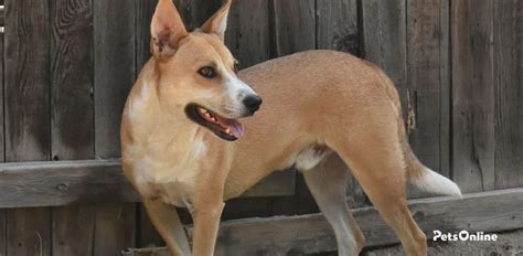 Carolina Dog Breed Information Pets Online