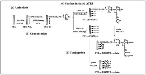Polyε Caprolactone Based Graft Copolymers Synthesis Methods And Applications In The
