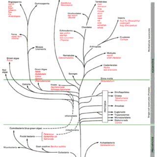 The Tree Of Life Depicting Evolutionary Relationships Among Organisms Download Scientific