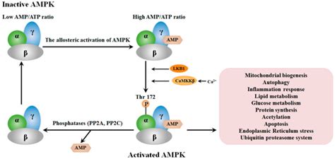 The Structure And The Activation Of Amp Activated Protein Kinase Download Scientific Diagram