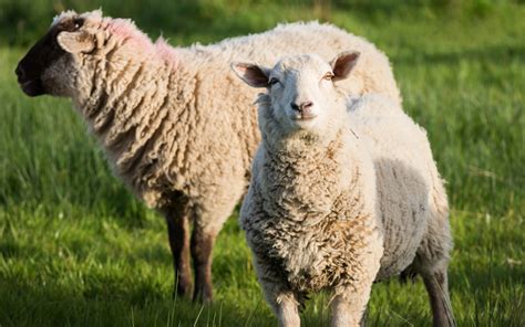 How To Use Funding To Implement A Strategic Worm Control Plan For Sheep Farmers Guide