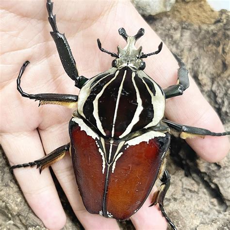 Goliath Beetle Goliathus Goliatus James Beetle Farm