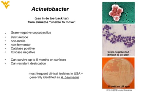Acinetobacter Stenotrophomonas And Other Organisms Flashcards Quizlet