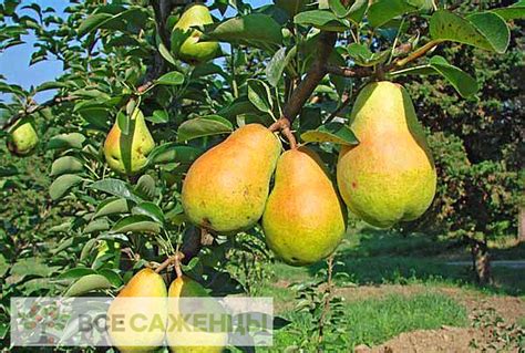 Цена на Груша Дюшес - купить саженцы