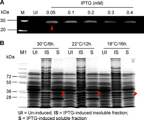 Optimization Of Iptg Concentration And Induction Temperature A For