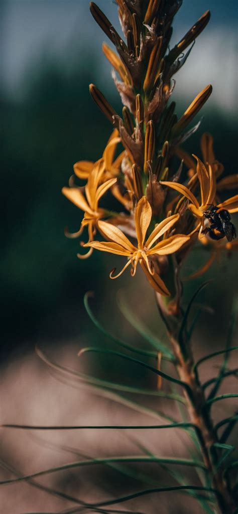 Красный фон обои айфон обои фоны Hd светлые обои фоны осень эстетика обои для телефона нежные