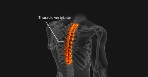 Anthros On Linkedin Thoracic Decompression The Importance Of Sitting Posture