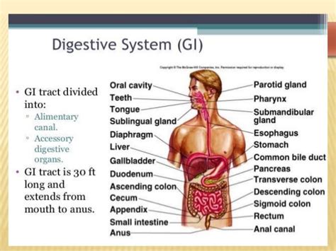 Digestive System Cpt Coding 2017