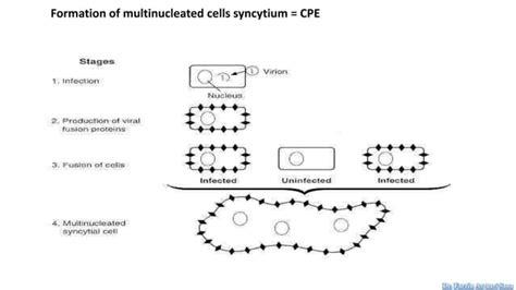 Virus Culture And Cytopathic Effect Pptx Biological Sciences Science