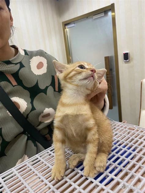 杭州流浪猫领养 知乎