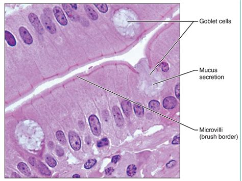 Epithelial Tissue Practice Printable Anatomy Worksheets