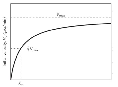 Enzyme Kinetics And Inhibition Flashcards Quizlet