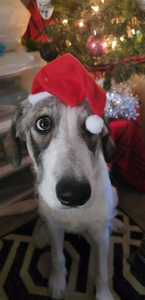 Silly Pupper Drawings Silly Pupper Drawings Tumblr Blog Tumlook