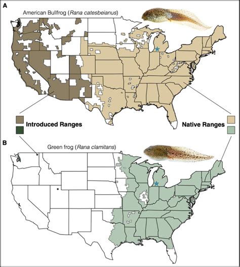 Species Range Map Of Bullfrogs And Green Frogs In The United States Download Scientific