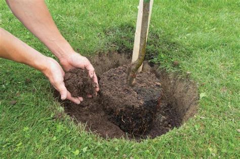 Tree Planting Tips Downhome Magazine