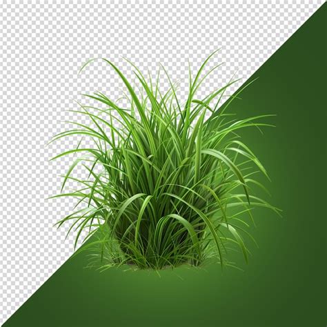 Premium Psd A Green Plant With The Words Grass On It