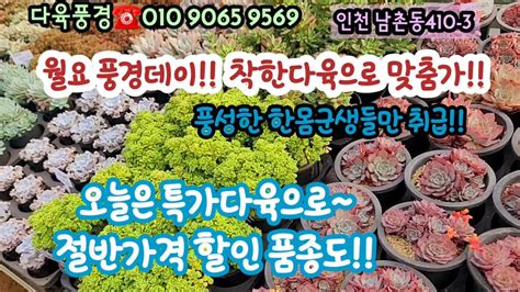 월요풍경데이 오늘은 특가다육 품종도 라우톱선물풍성한 한몸군생 최저가격으로 맞춤가격 제스타 호피복랑금 노랑꽃보기다솔 보랏빛 아우렌시스 애플캔디등유료광고포함