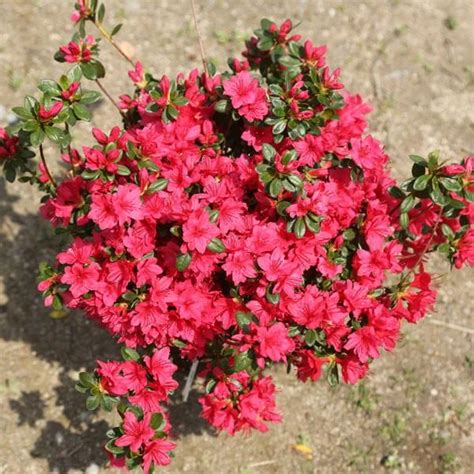 庭木：久留米つつじクルメツツジ イマショウジョウ（今猩々）明るい紅色花です 遊恵盆栽 Yahoo店 通販 Yahooショッピング