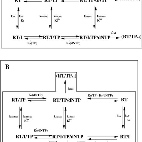 The Hiv 1 Reverse Transcriptase Rt General Reaction Pathway A And Download Scientific