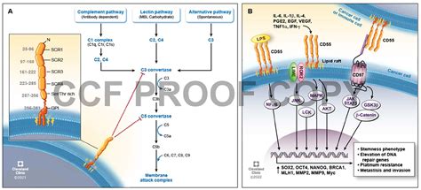 CD55 In Cancer Complementing Functions In A Non Canonical Manner PMC
