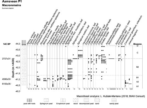 simplified macrofossil diagram for core p1 download scientific diagram