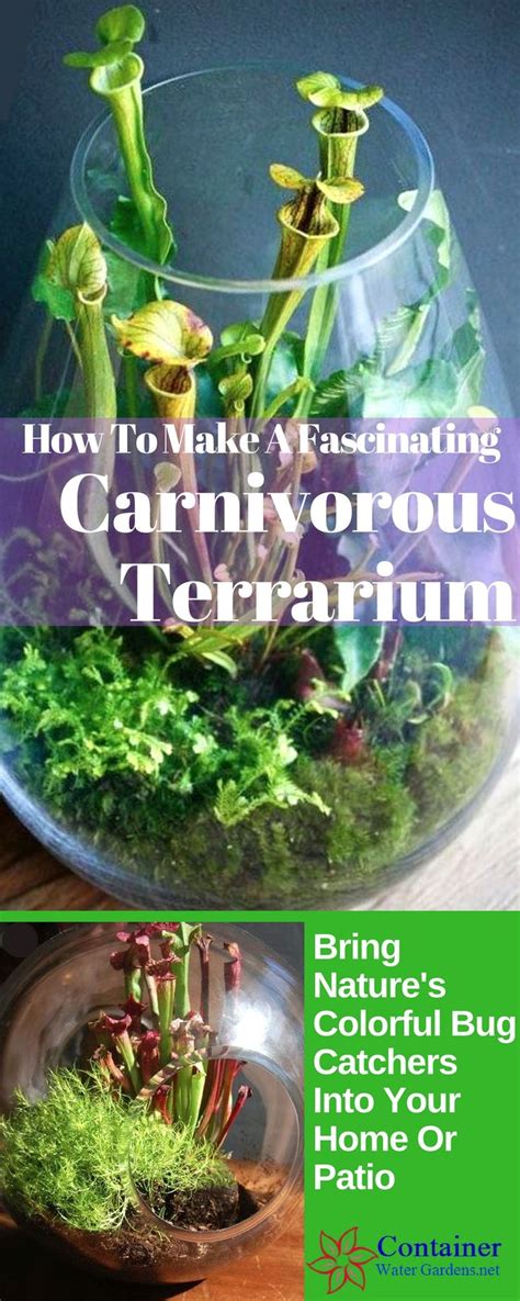 Create A Fascinating Carnivorous Terrarium Container Water Gardens